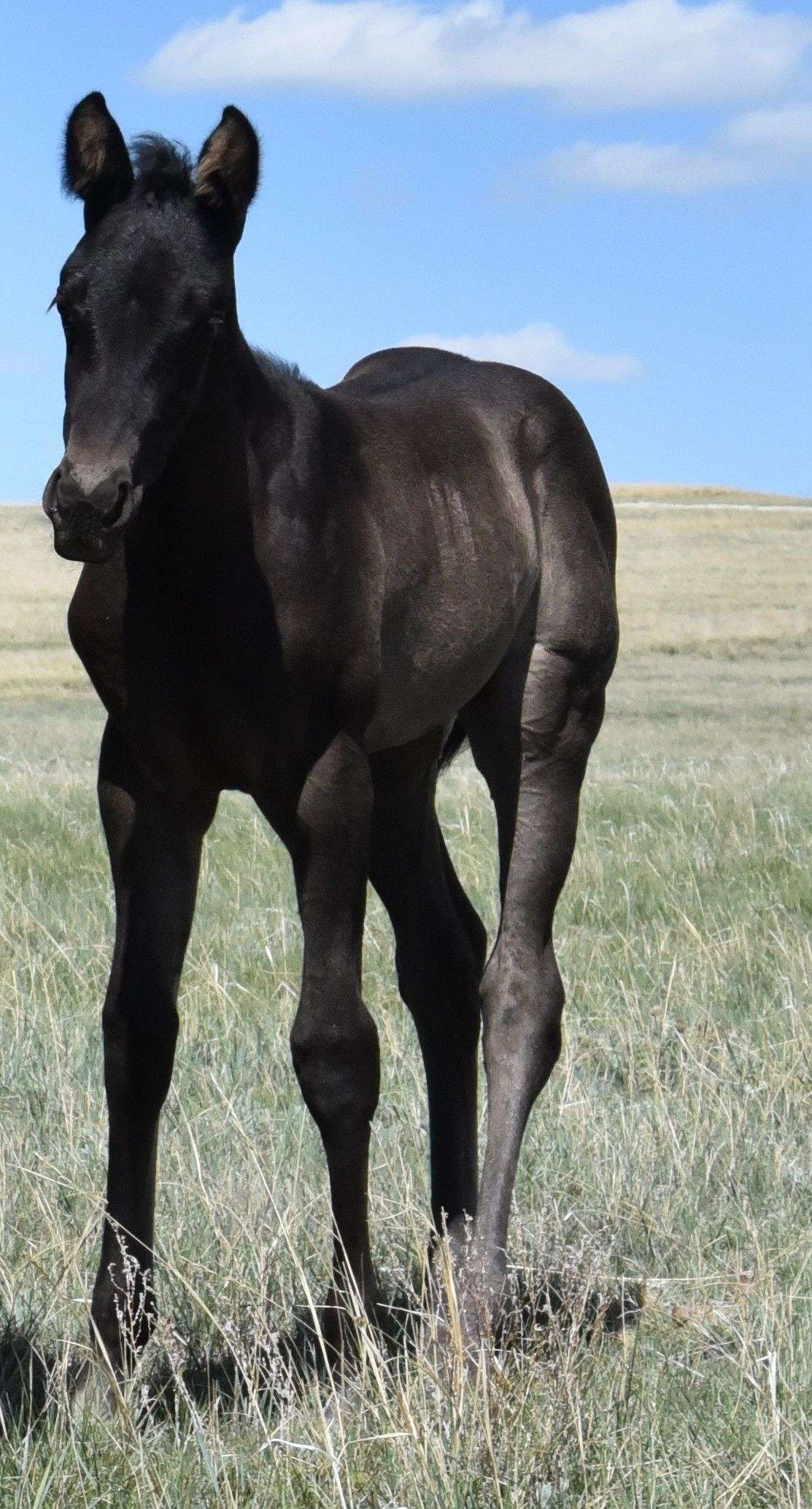 Roan Filly With No White
