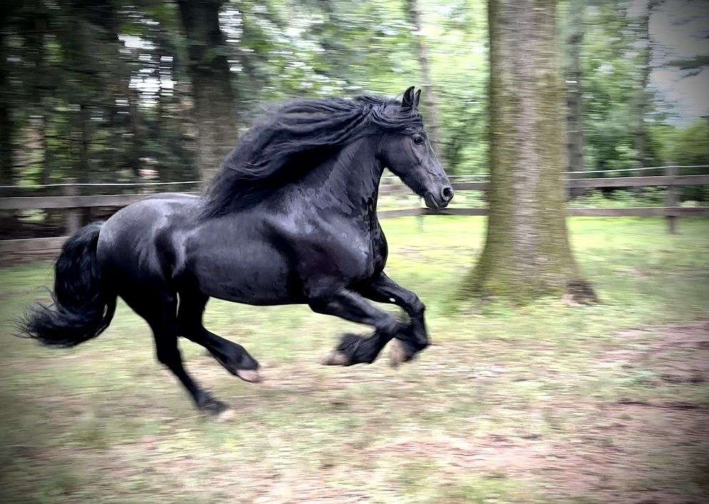 Stunning Friesian Gelding - Black, Bold and Beautiful!