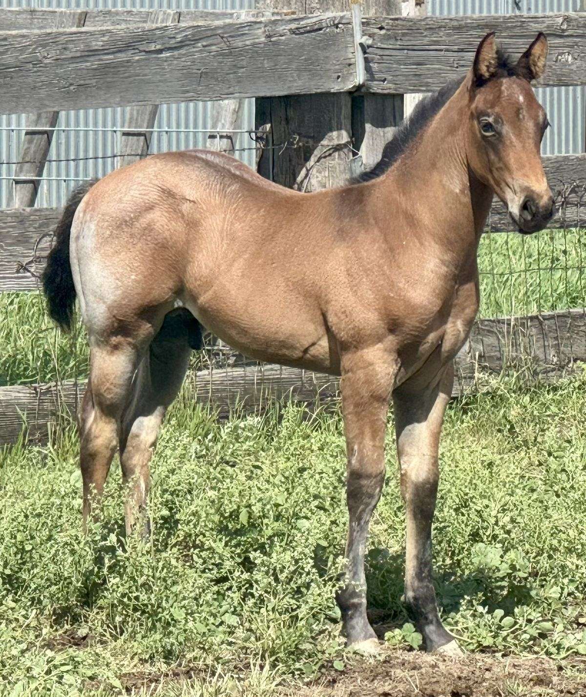 Super Pretty Roan Colt