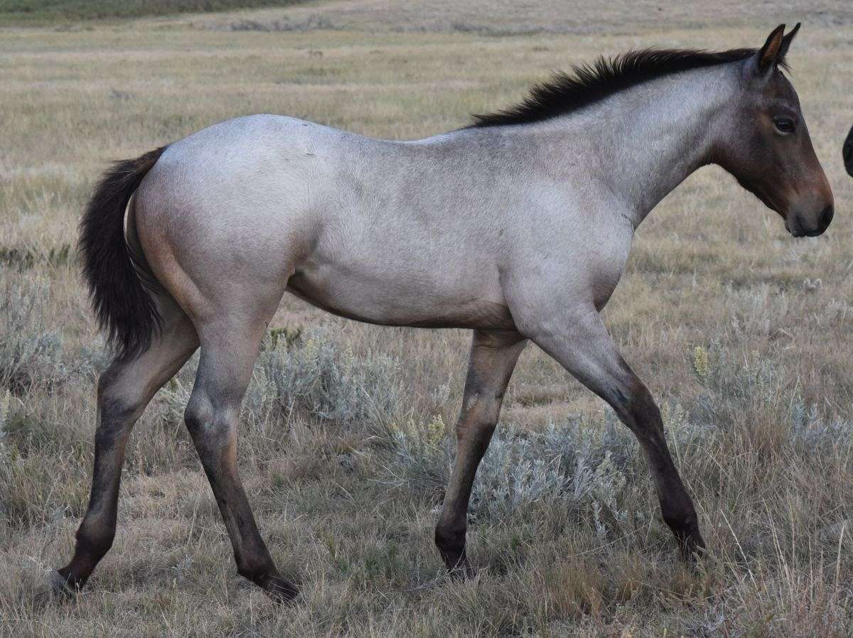 Super Pretty Roan Colt