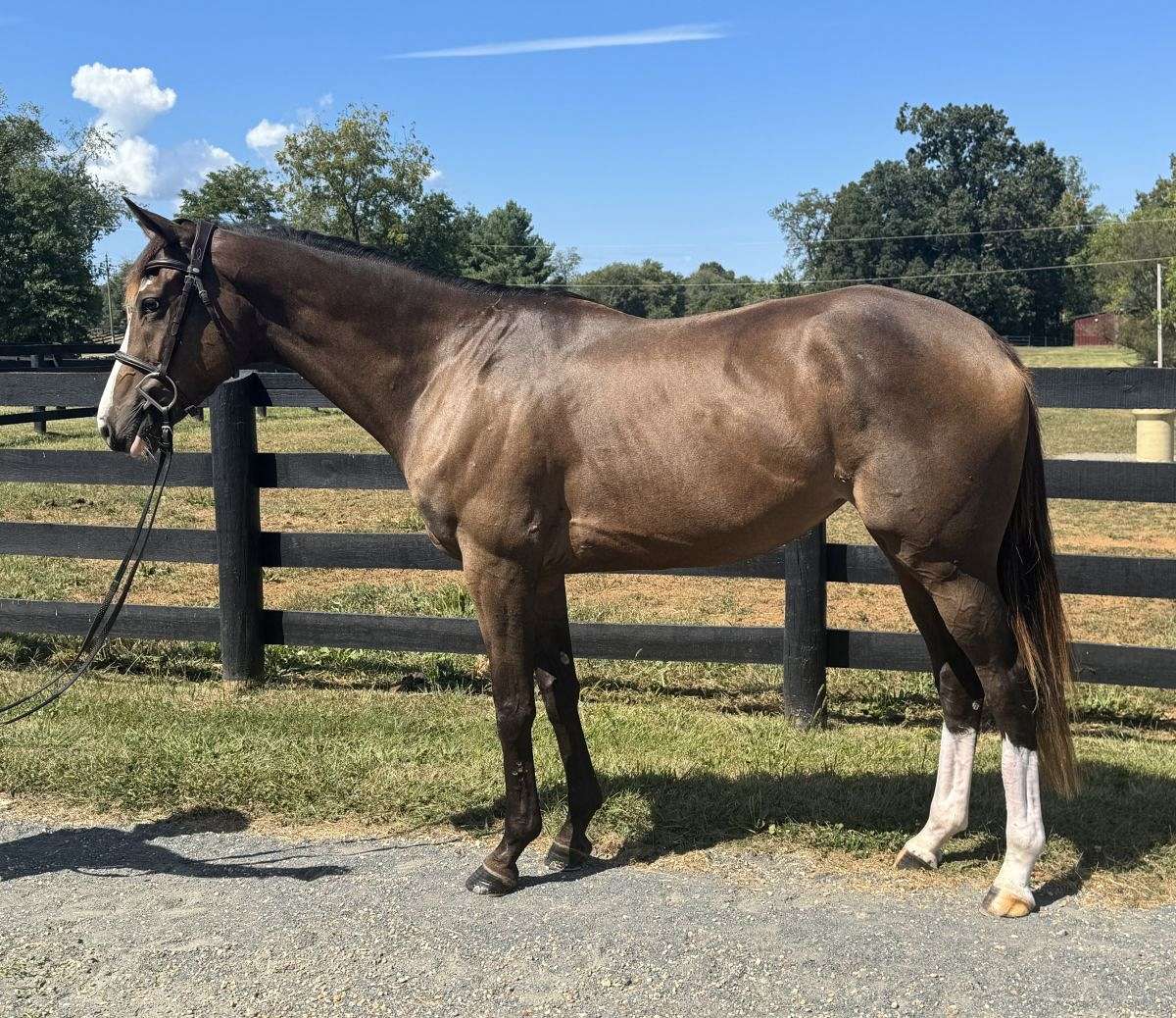 4 Year Old Mare for the Future!