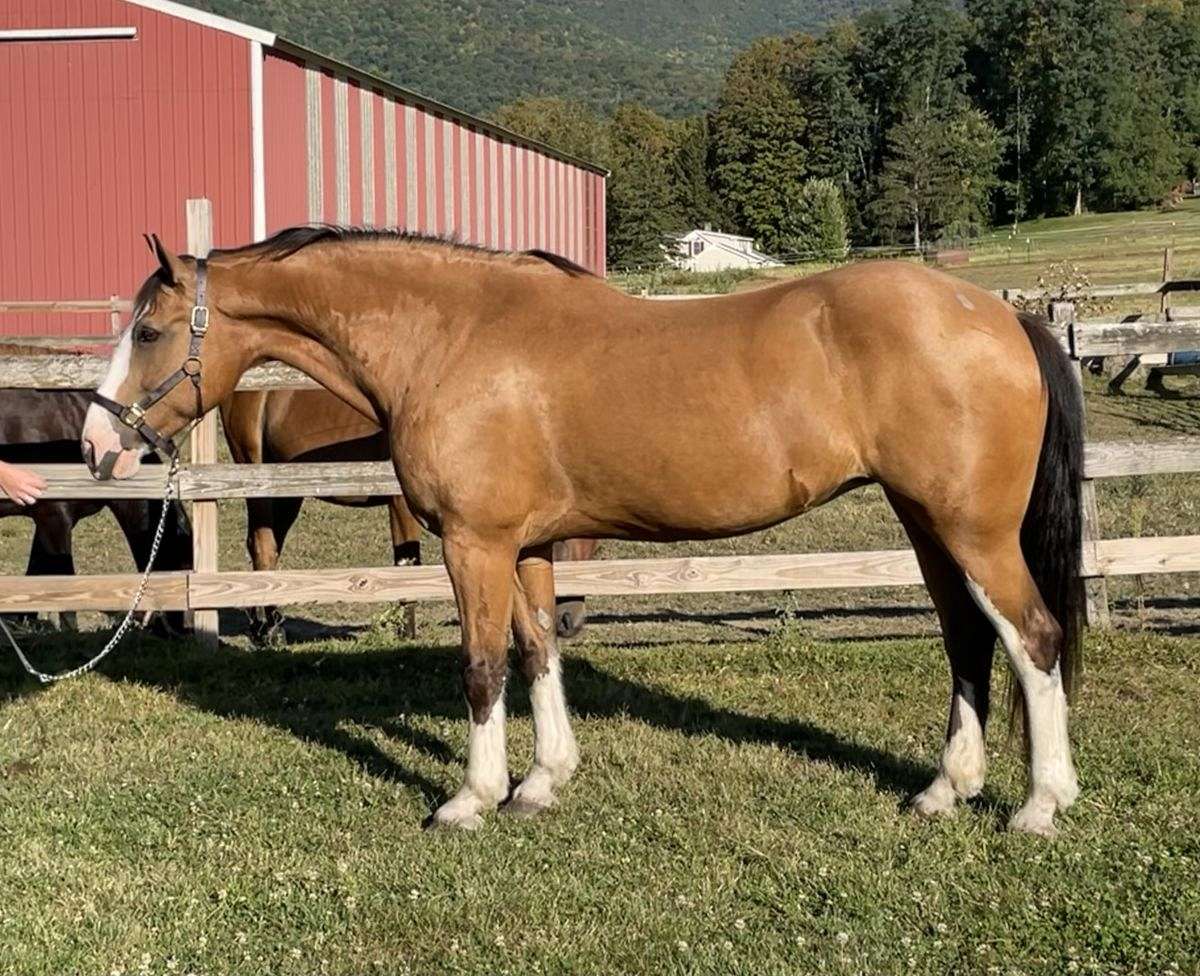 Flashy and Quiet Clydesdale/Quarter Horse Mare