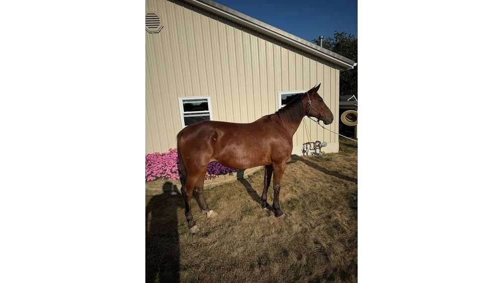 10-Year-Old Registered Standardbred Mare