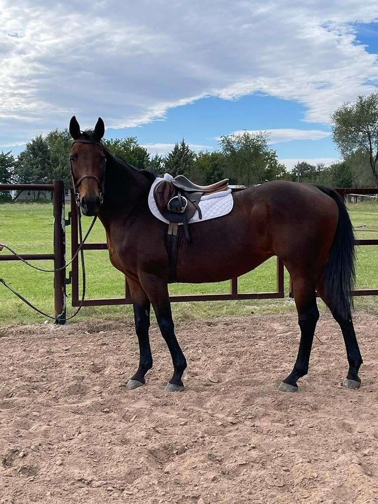 Honest 2’9” Jumper & Foxhunting Veteran – 19 Y/O Thoroughbred Mare, Safe