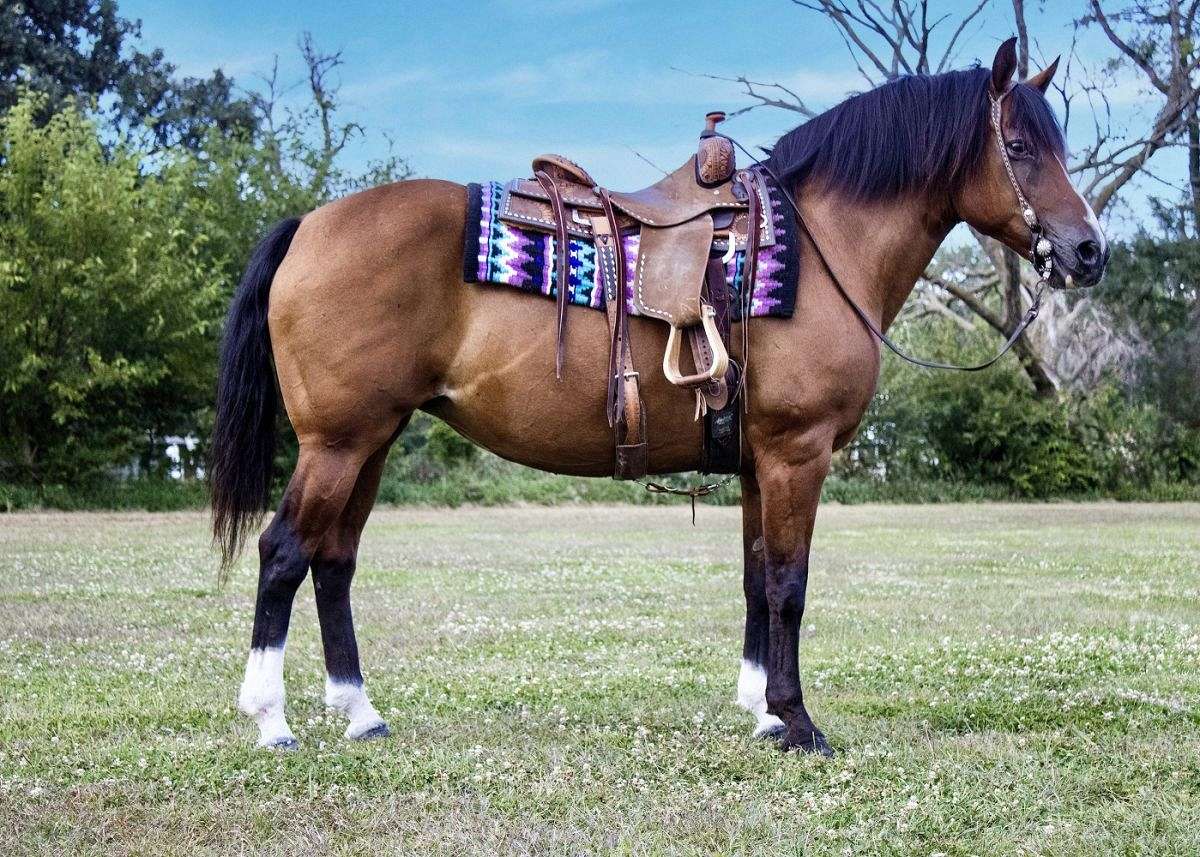 Reliable All Around 10 Yr Old Bay Quarter Horse Haflinger Cross Mare!