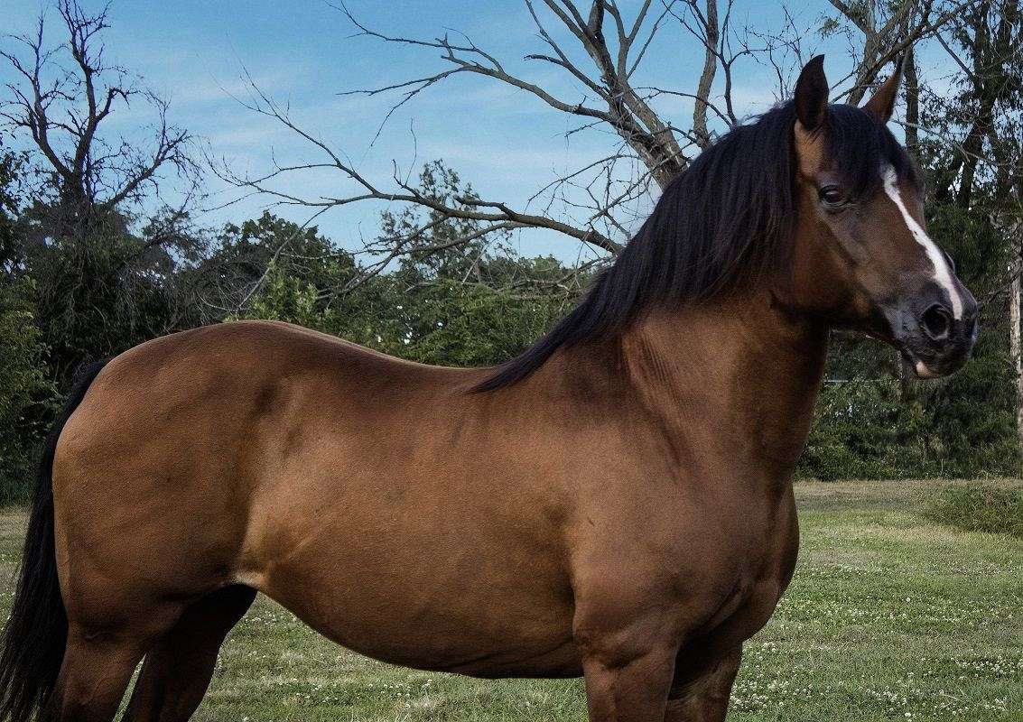 Reliable All Around 10 Yr Old Bay Quarter Horse Haflinger Cross Mare!