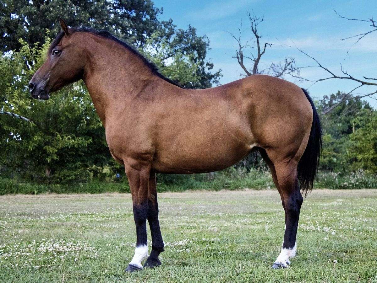 Reliable All Around 10 Yr Old Bay Quarter Horse Haflinger Cross Mare!