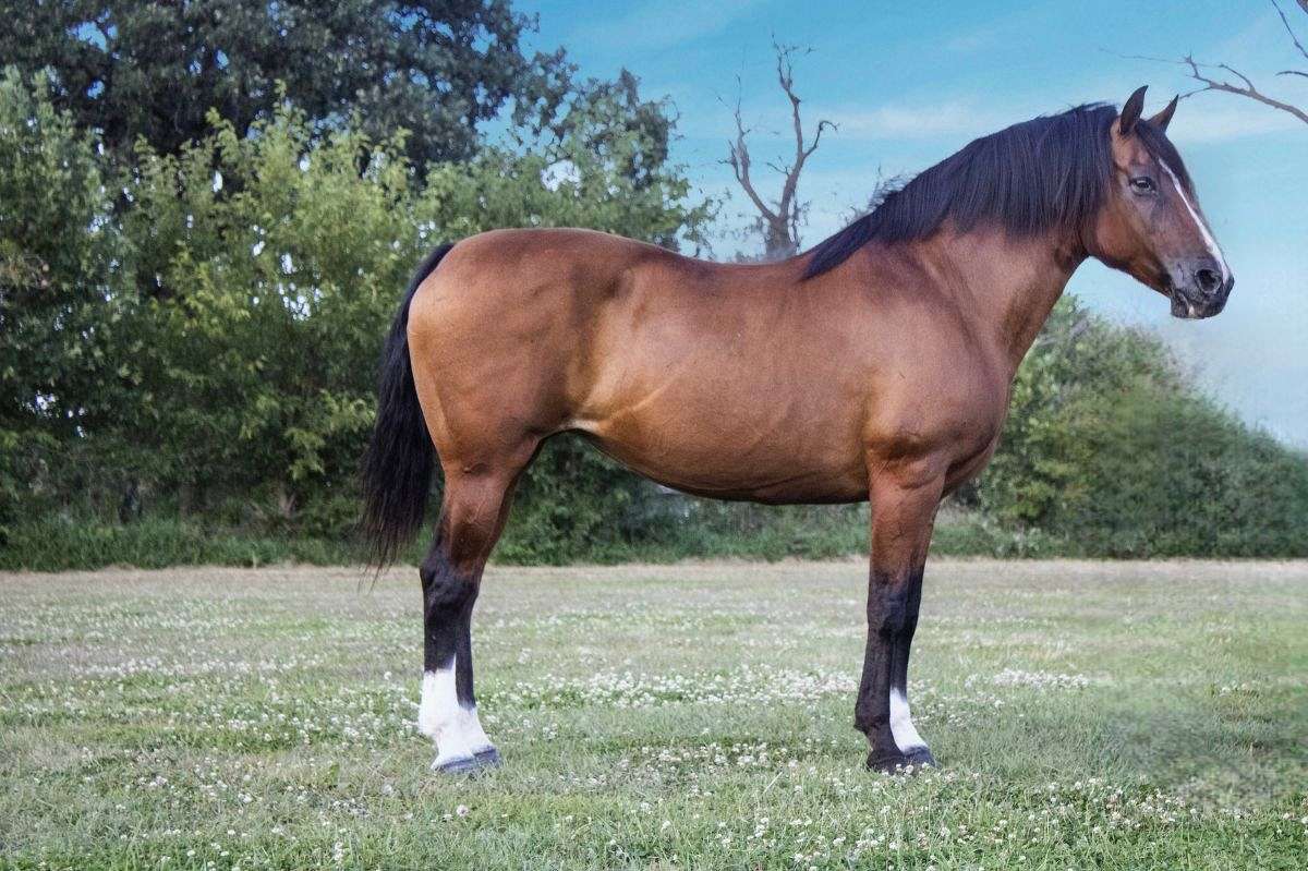 Reliable All Around 10 Yr Old Bay Quarter Horse Haflinger Cross Mare!