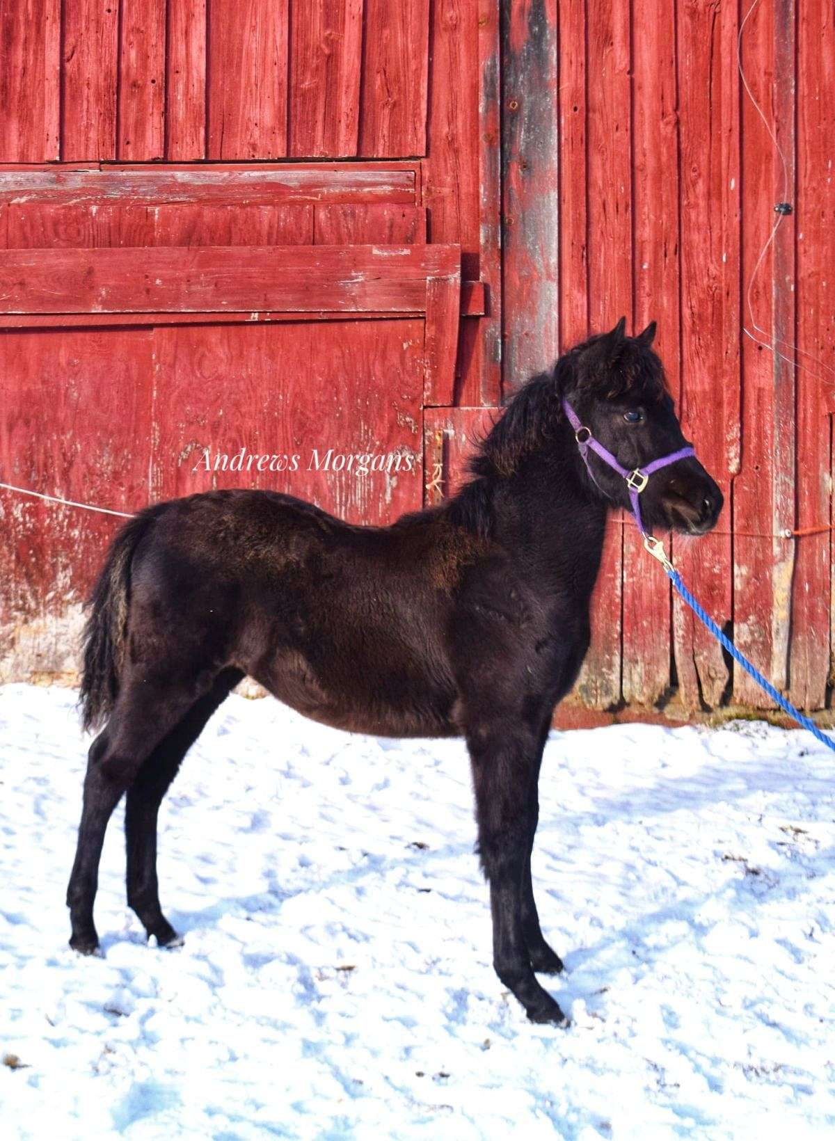 Bold Black Morgan Colt
