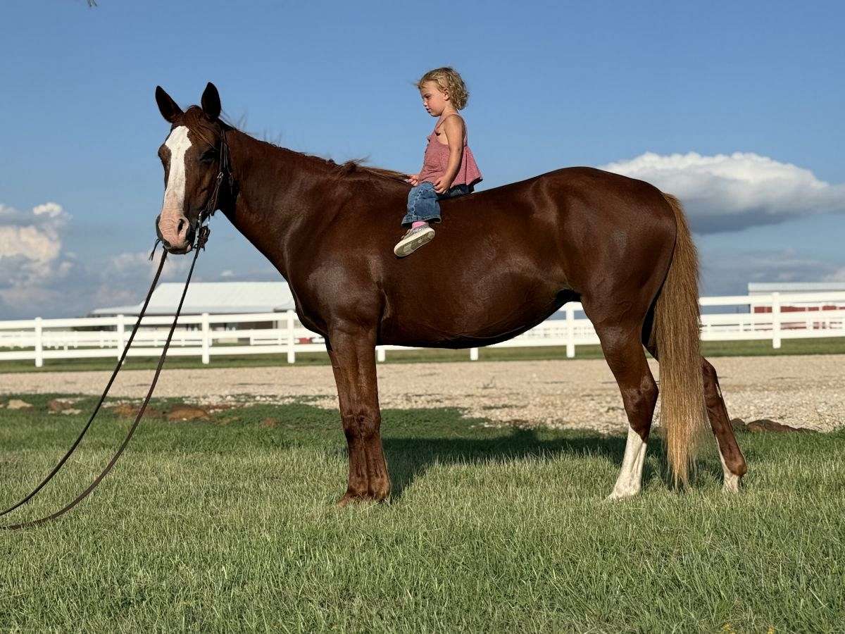 Sweet Family Horse Deluxe 12 Yr Old Sorrel Quarter Horse Mare!