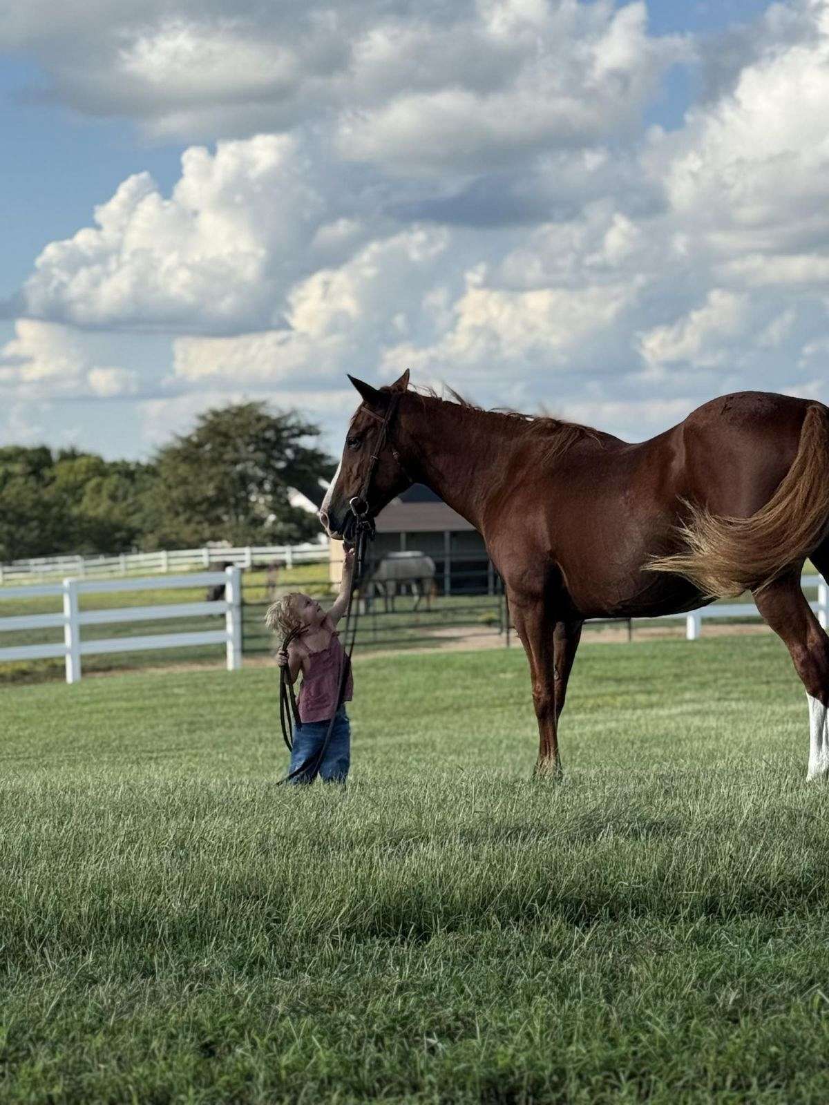 Sweet Family Horse Deluxe 12 Yr Old Sorrel Quarter Horse Mare!
