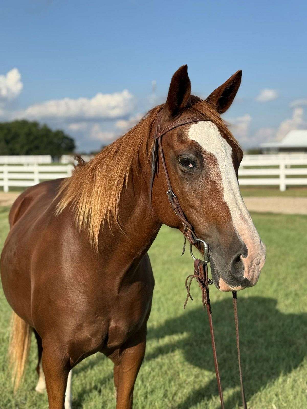 Sweet Family Horse Deluxe 12 Yr Old Sorrel Quarter Horse Mare!