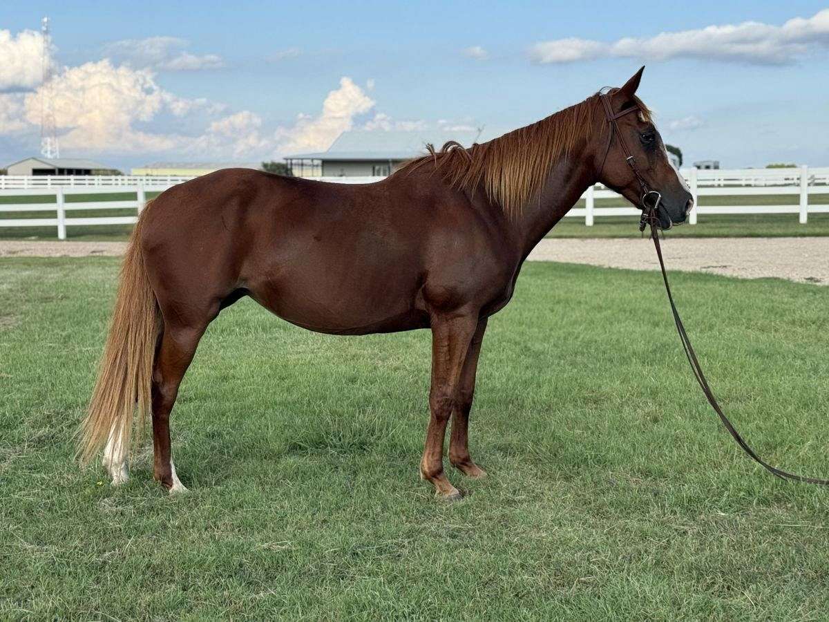 Sweet Family Horse Deluxe 12 Yr Old Sorrel Quarter Horse Mare!