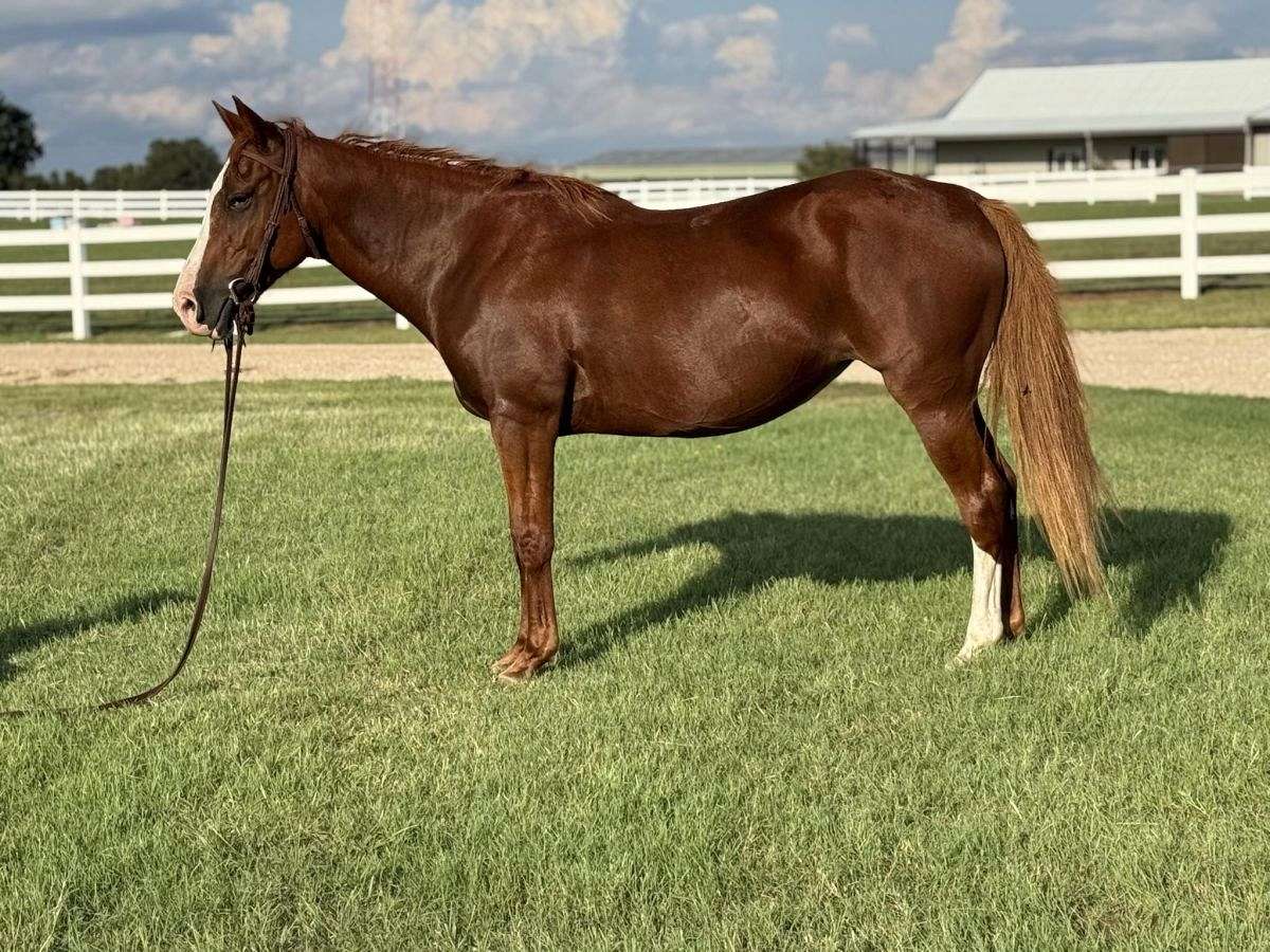 Sweet Family Horse Deluxe 12 Yr Old Sorrel Quarter Horse Mare!