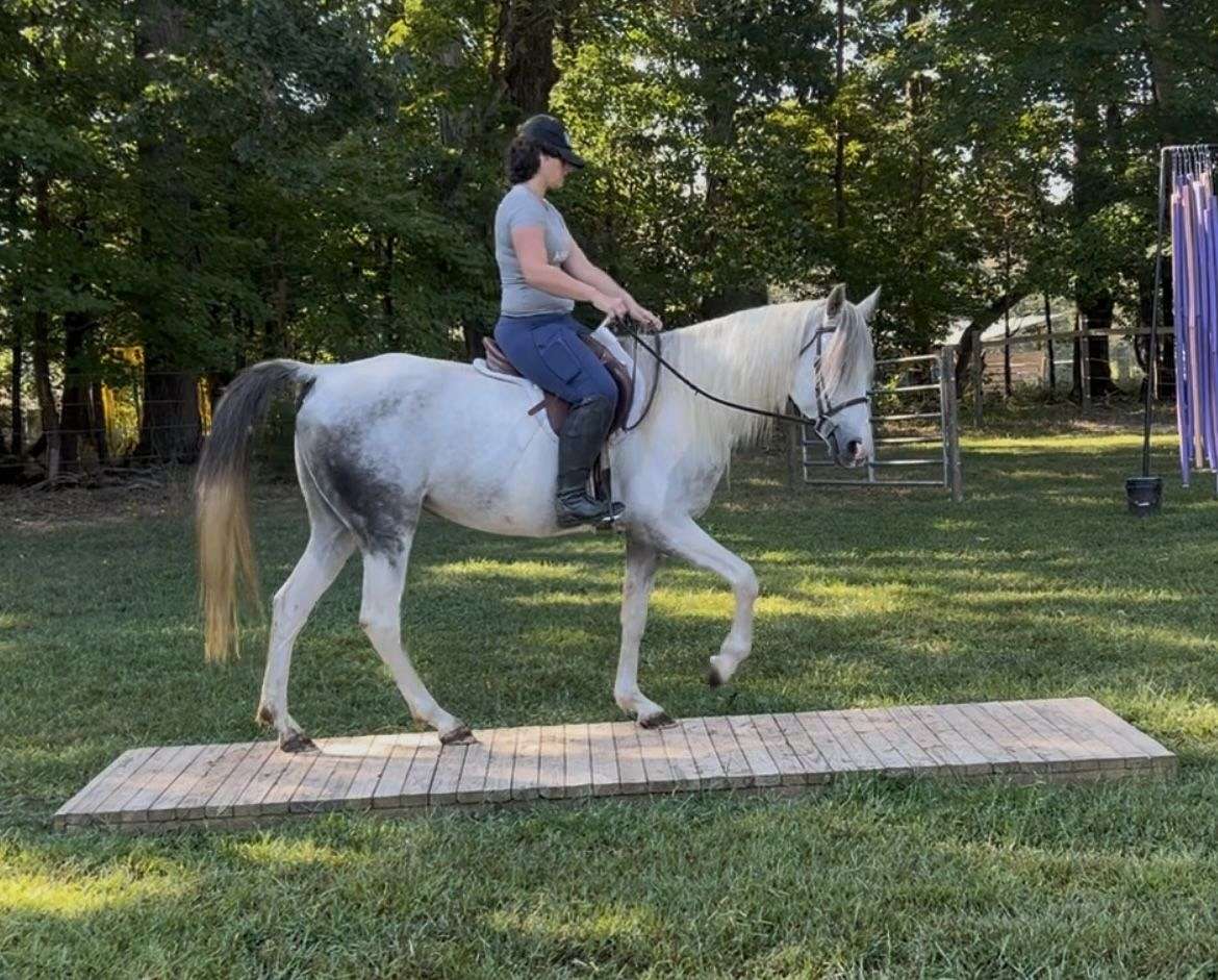 Gorgeous Young Paint Mare