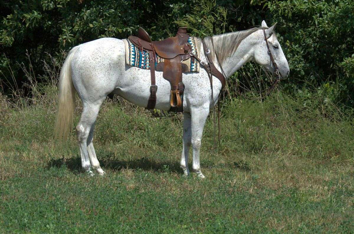 Fancy Grey, Ranch, Trail Horse, Broke and Safe, Online Auction!