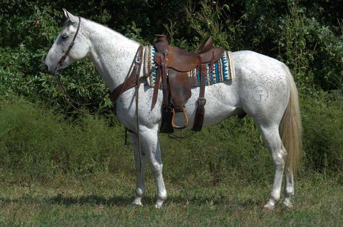 Fancy Grey, Ranch, Trail Horse, Broke and Safe, Online Auction!