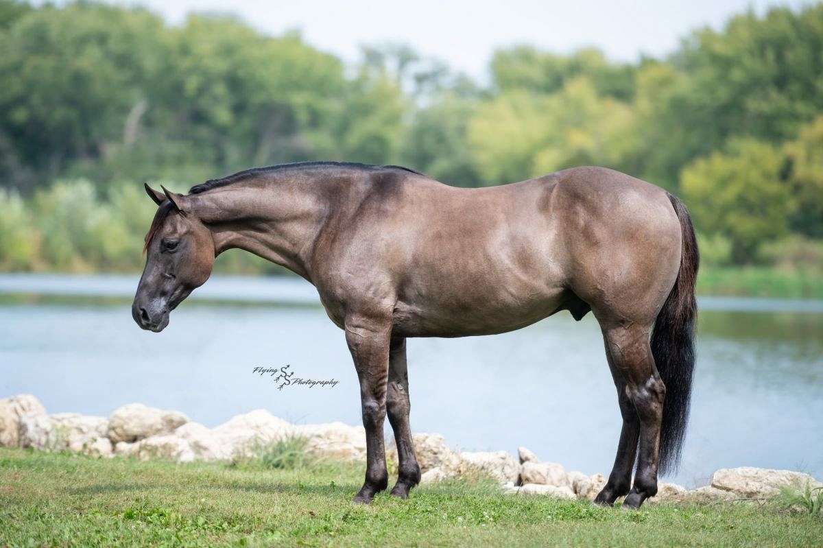 Fancy Grulla, Family Safe, Ranch/Trail Horse Deluxe!