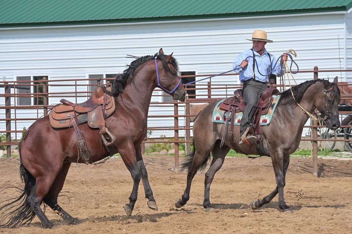 Fancy Grulla, Family Safe, Ranch/Trail Horse Deluxe!