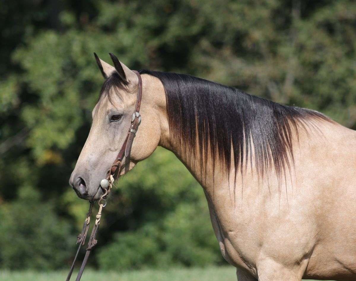 Golden Buckskin, Shining Spark Bred, Ranch/Trail Horse, Safe!