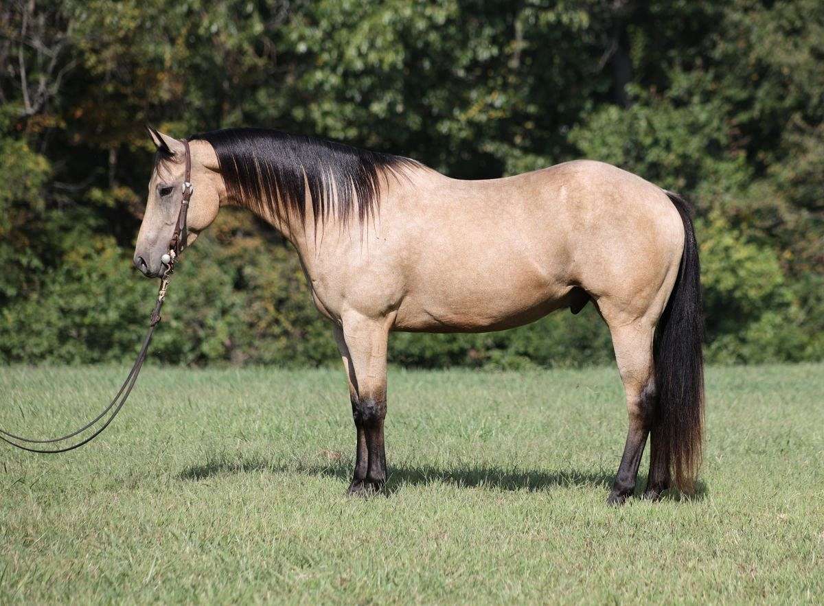 Golden Buckskin, Shining Spark Bred, Ranch/Trail Horse, Safe!