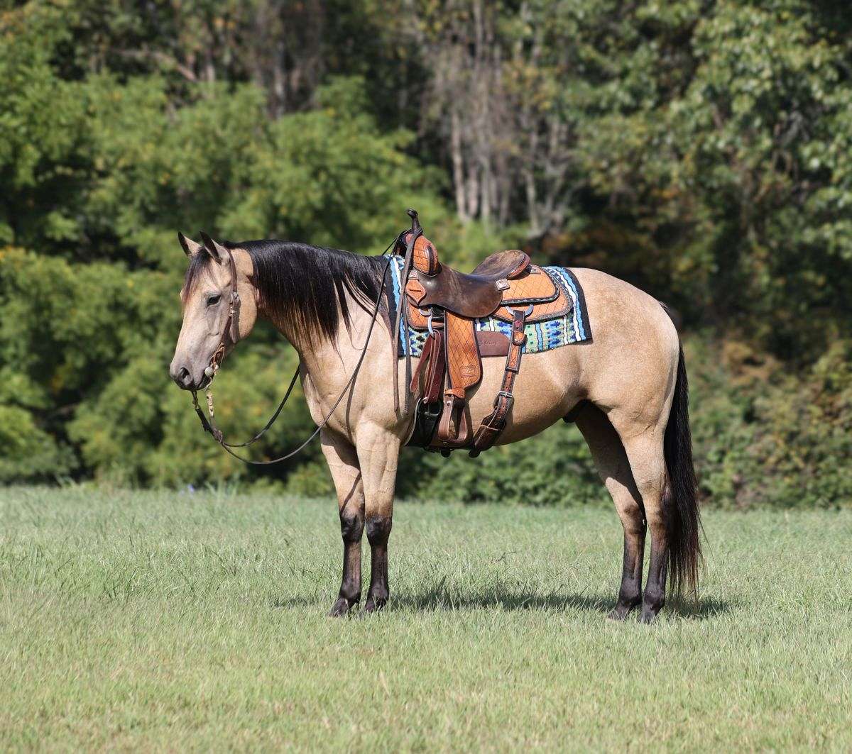 Golden Buckskin, Shining Spark Bred, Ranch/Trail Horse, Safe!