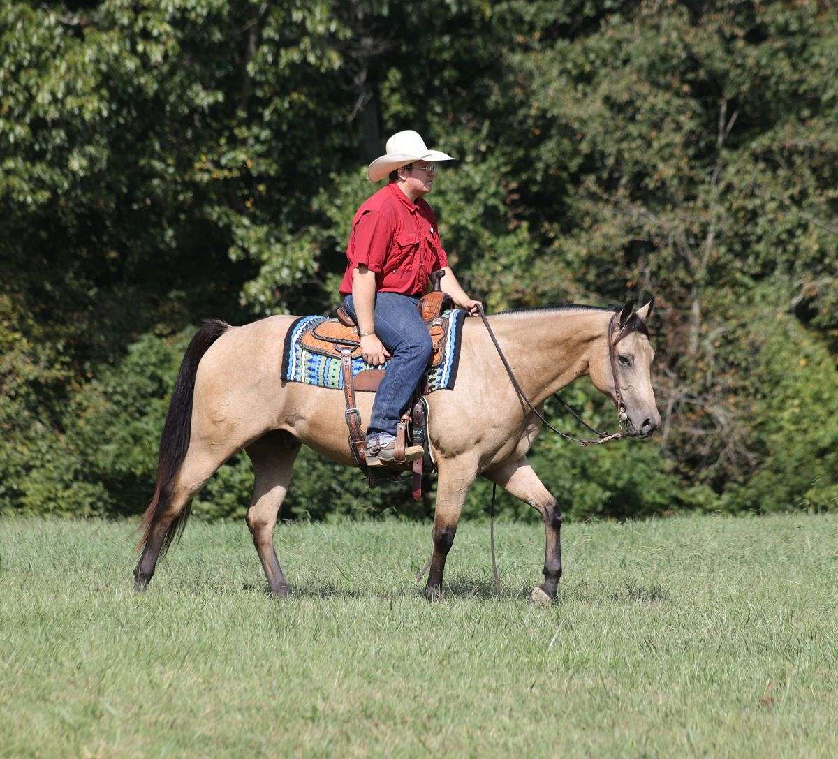 Golden Buckskin, Shining Spark Bred, Ranch/Trail Horse, Safe!