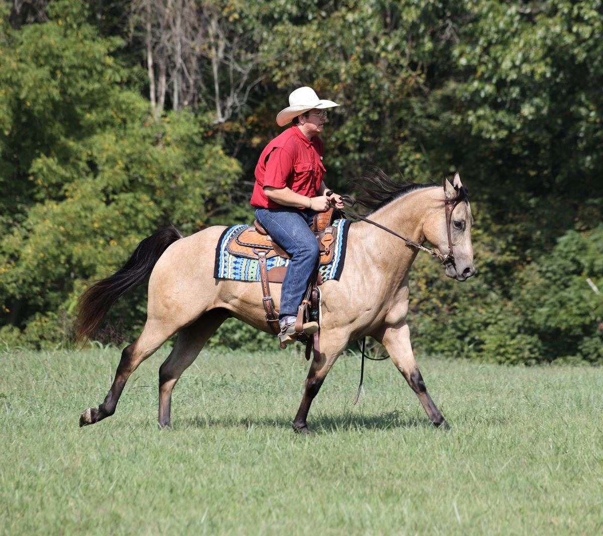 Golden Buckskin, Shining Spark Bred, Ranch/Trail Horse, Safe!