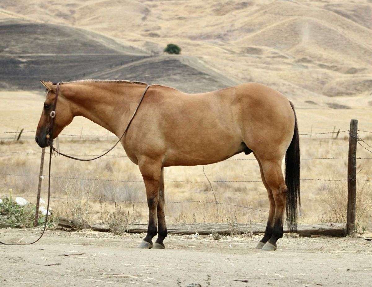 Dunskin, Ranch, Trail Horse, Broke/Safe, Online Auction!