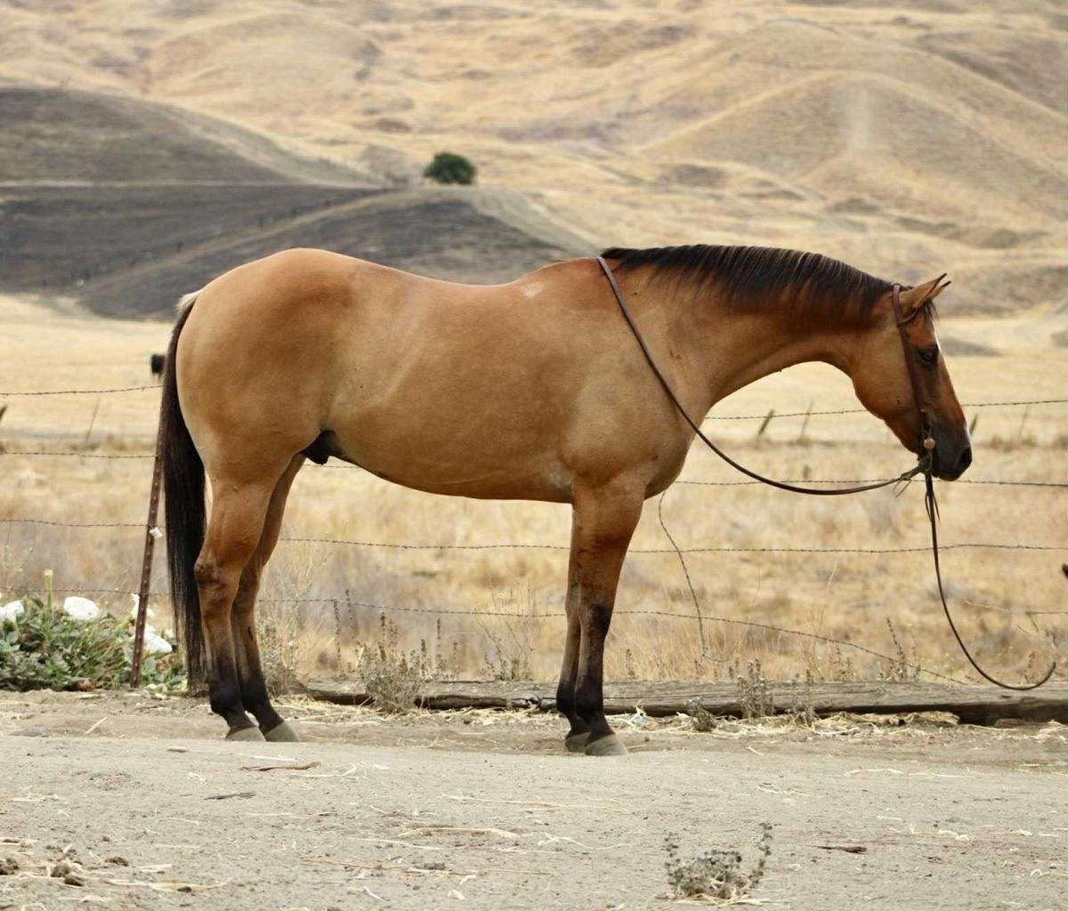 Dunskin, Ranch, Trail Horse, Broke/Safe, Online Auction!
