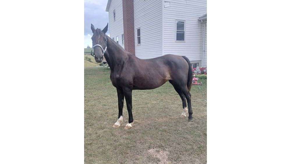 14-Year-Old Morgan Broodmare in Foal to Standardbred