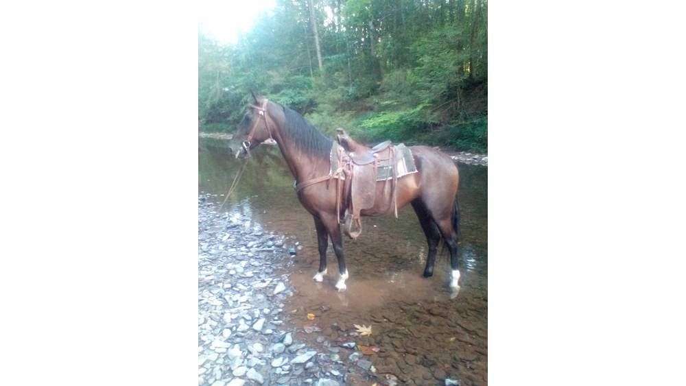 4-Year-Old Black Morgan/Standardbred Mare