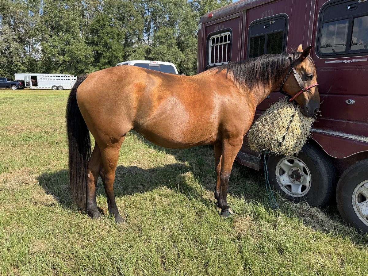 Price Reduced Flashy and Fun Barrel Mare