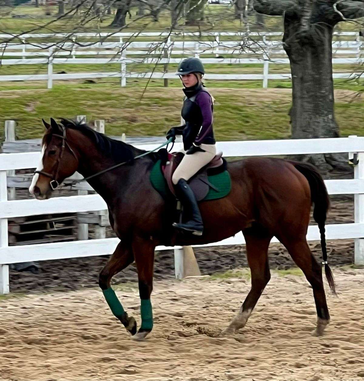 OTTB Turned Hunter/Jumper