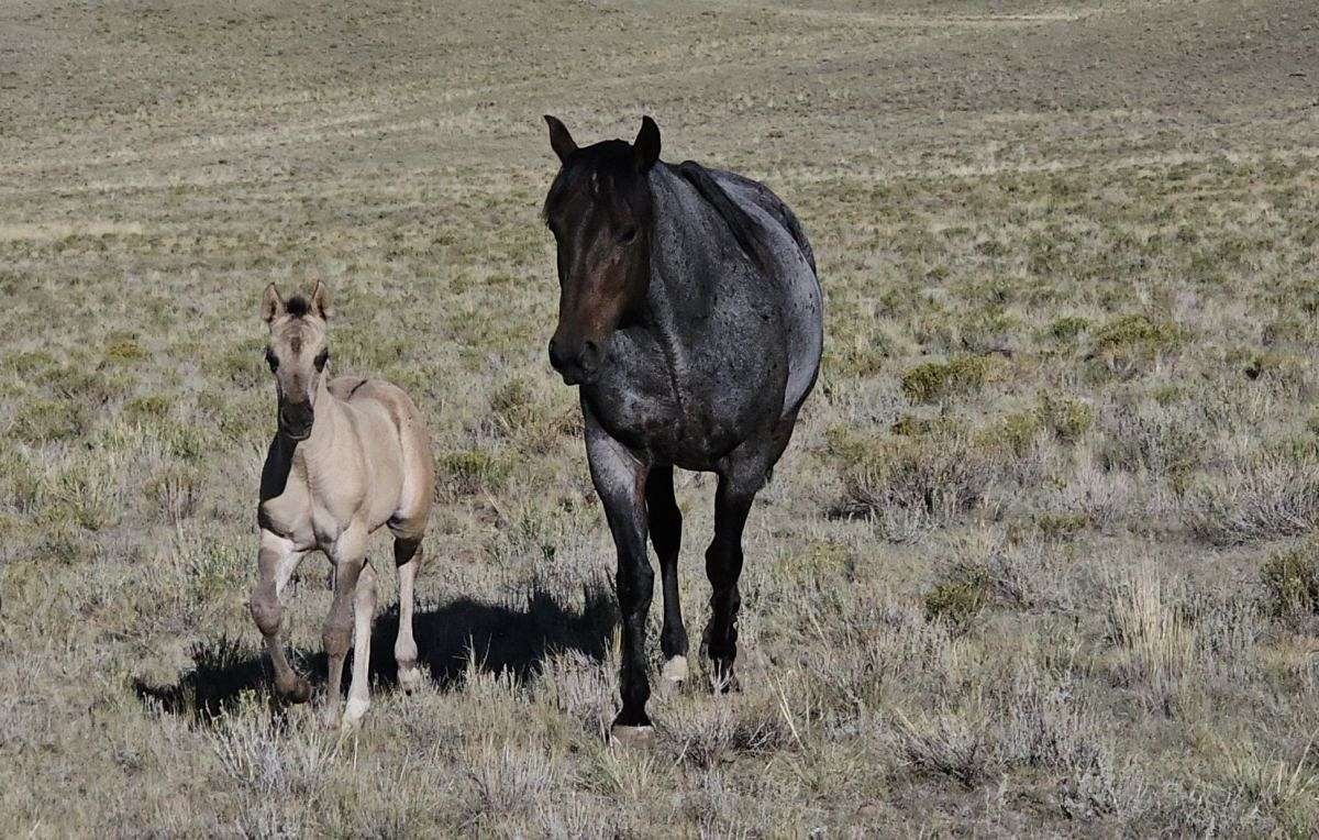 2025 Beautiful Smoky Grulla Roan