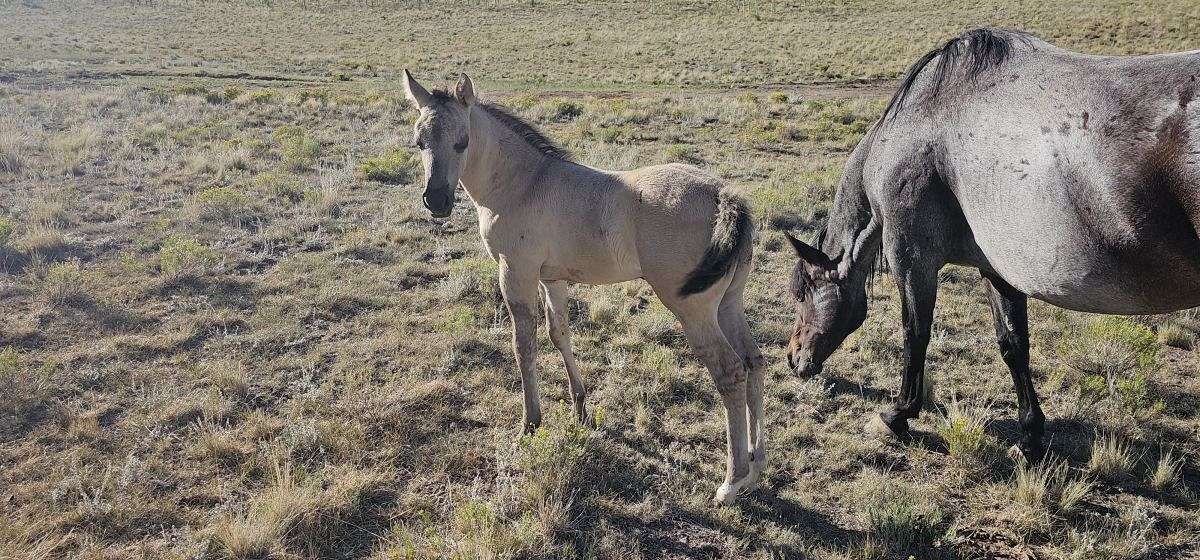 2025 Beautiful Smoky Grulla Roan