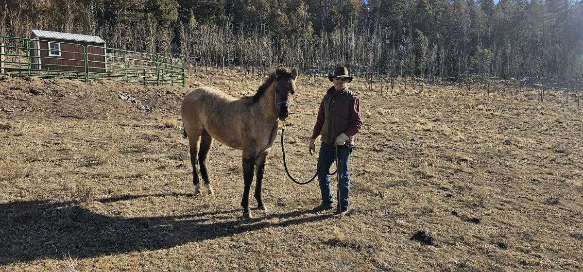 2025 Beautiful Smoky Grulla Roan Filly