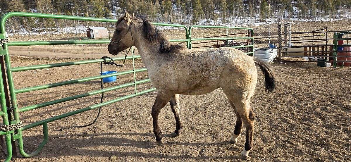 2025 Beautiful Smoky Grulla Roan Filly