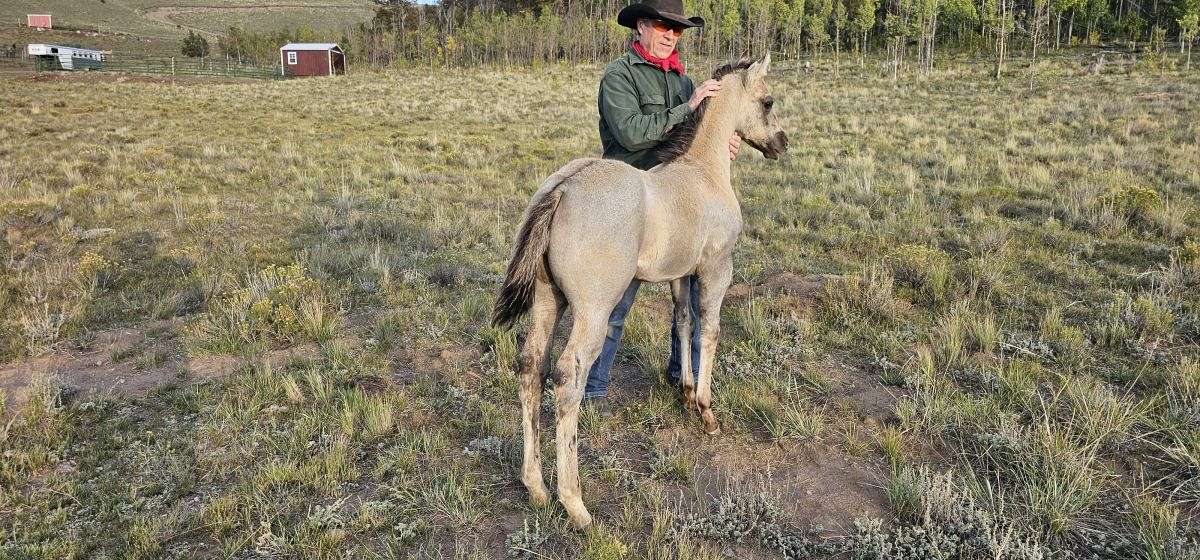 2025 Beautiful Smoky Grulla Roan
