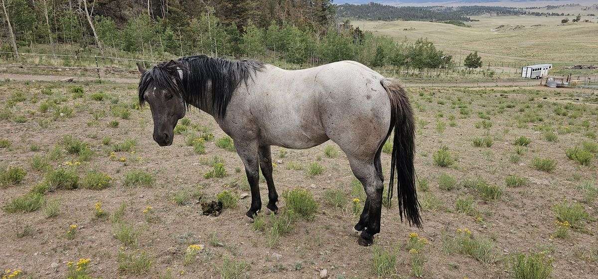 2025 Beautiful Smoky Grulla Roan Filly