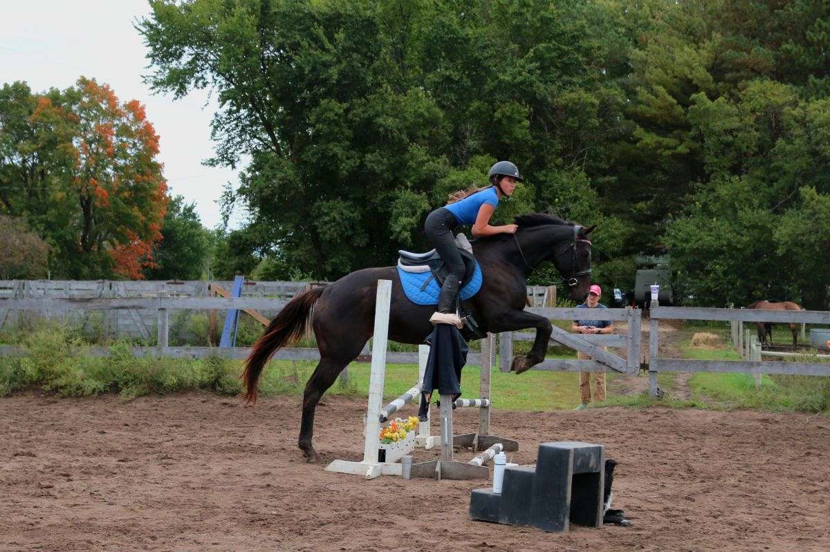 Eventing Prospect Filly, Gorgeous Dark TB, Quiet, Schooling to 3' Jumps