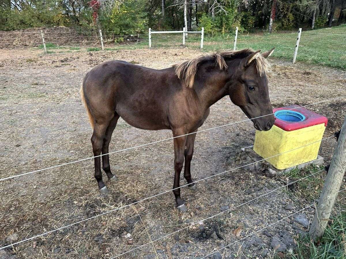 Rare TB Filly With Cream Gene