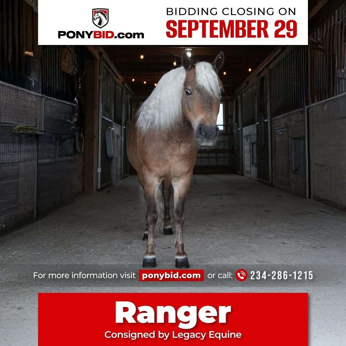 8 Yr Old Kid Broke Pony Gelding