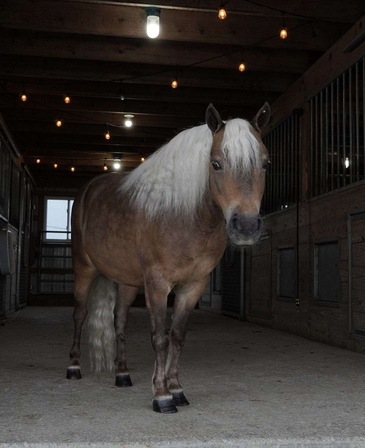 8 Yr Old Kid Broke Pony Gelding