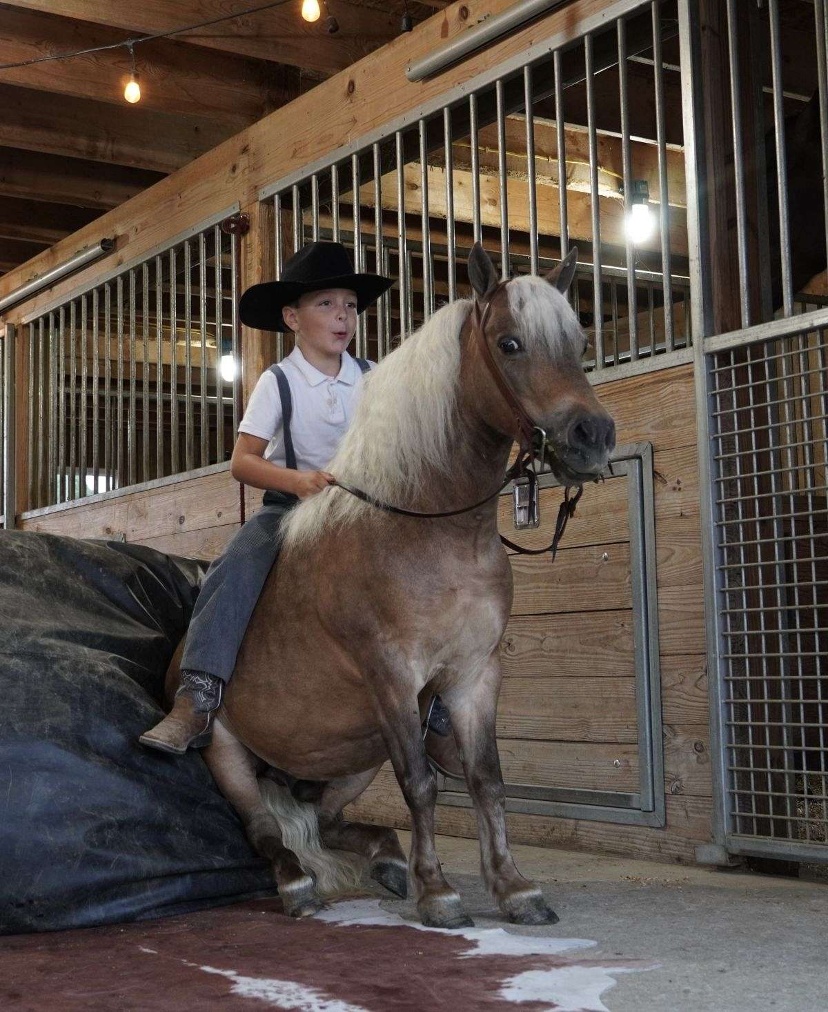 8 Yr Old Kid Broke Pony Gelding
