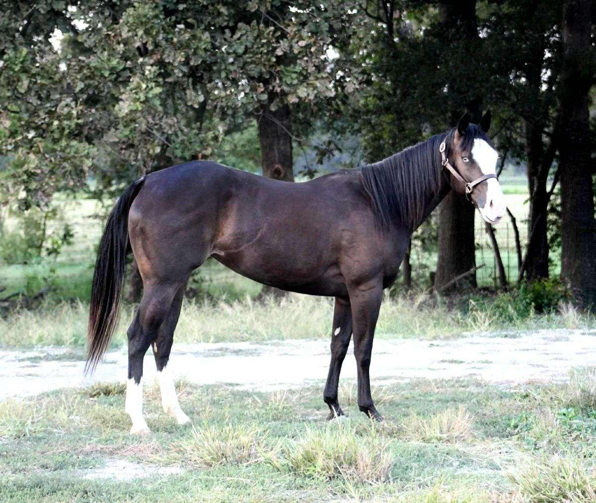 Stunning 2023 AQHA Splash White *Gunner* Filly!