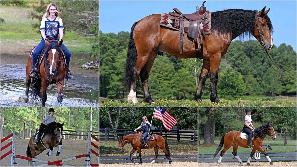 Cleo- Bombproof Bay Draft Cross Gelding English, Western & Driving!