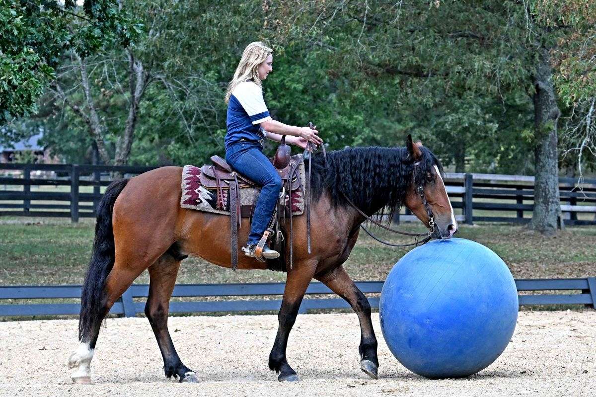 Cleo- Bombproof Bay Draft Cross Gelding English, Western & Driving!