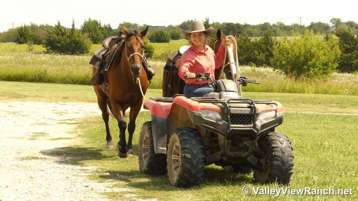 Hv Smart N Fancy Aka Homie ~14.3hh, 2019, Bay, AQHA, Gelding