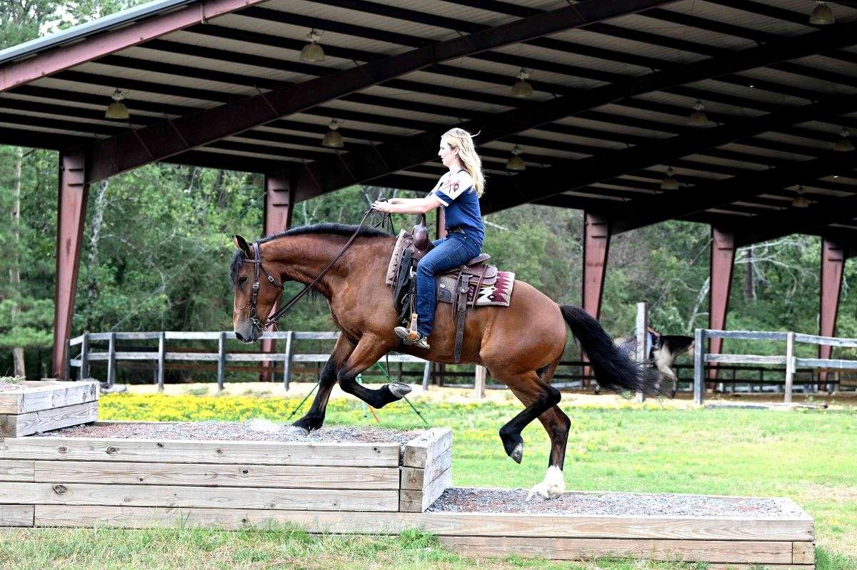 Cleo- Bombproof Bay Draft Cross Gelding English, Western & Driving!